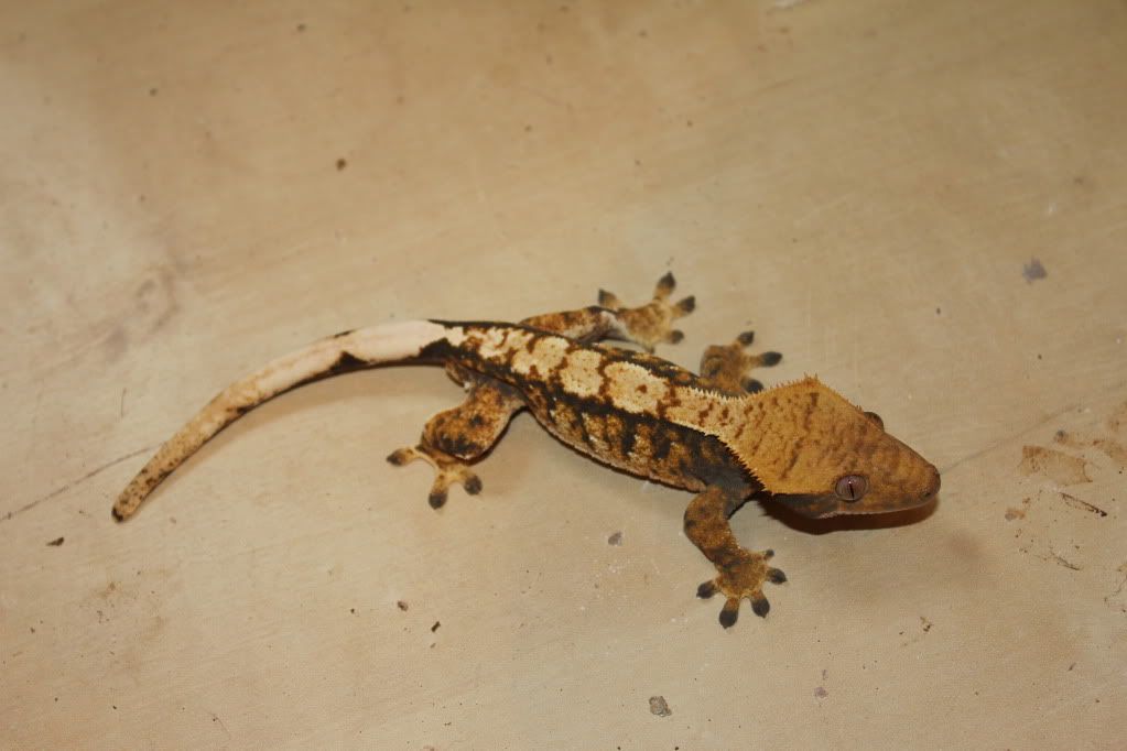 Extreme Harley Crested Gecko Pics | Reptile Forums Extreme Harley Crested Gecko Pics | Reptile Forums